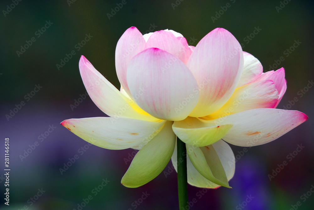 Lotus flower, Nelumbo nucifera, known by a number of names including ...