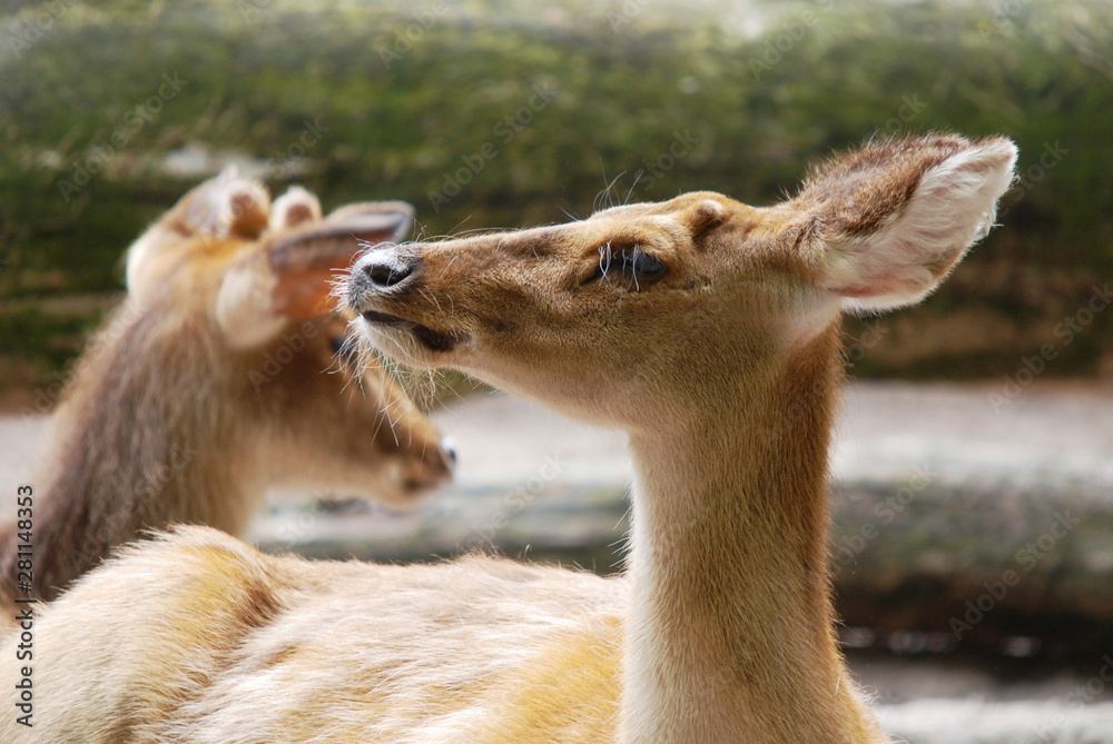 Red deer are ruminants, characterized by a four-chambered stomach ...