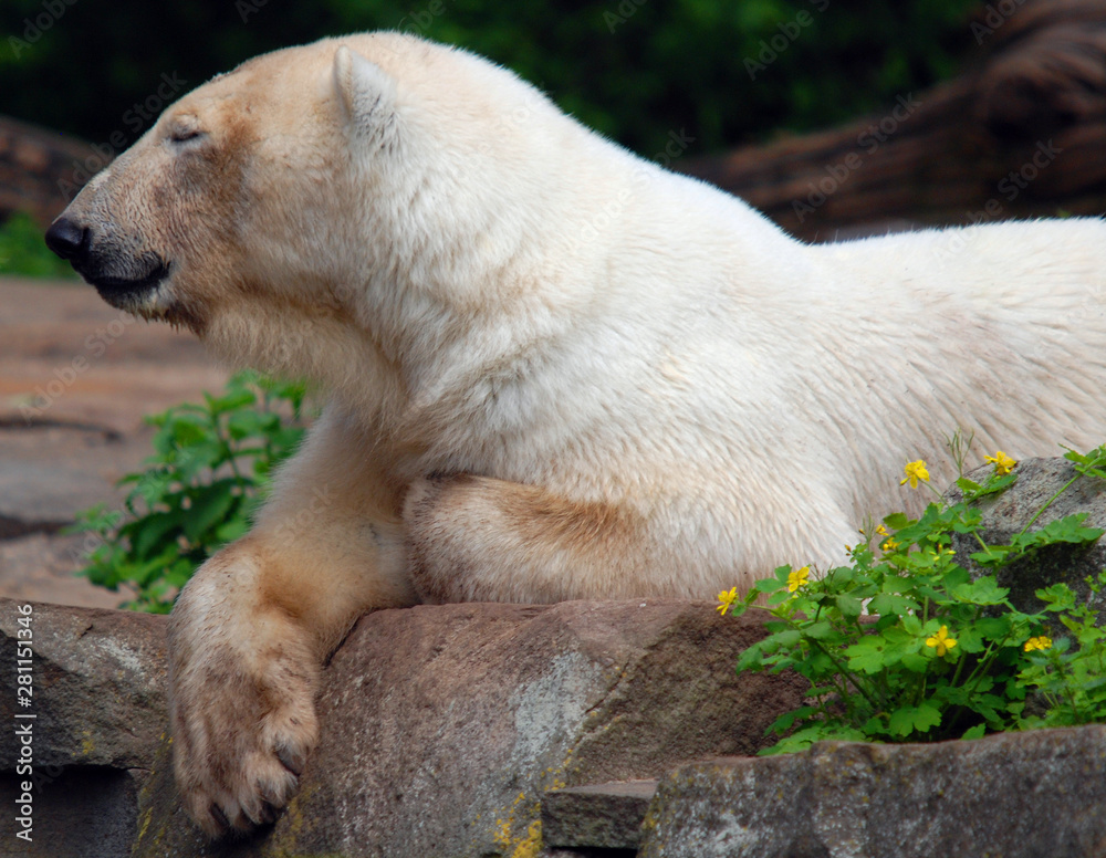 The polar bear (Ursus maritimus) is a bear native largely within the ...