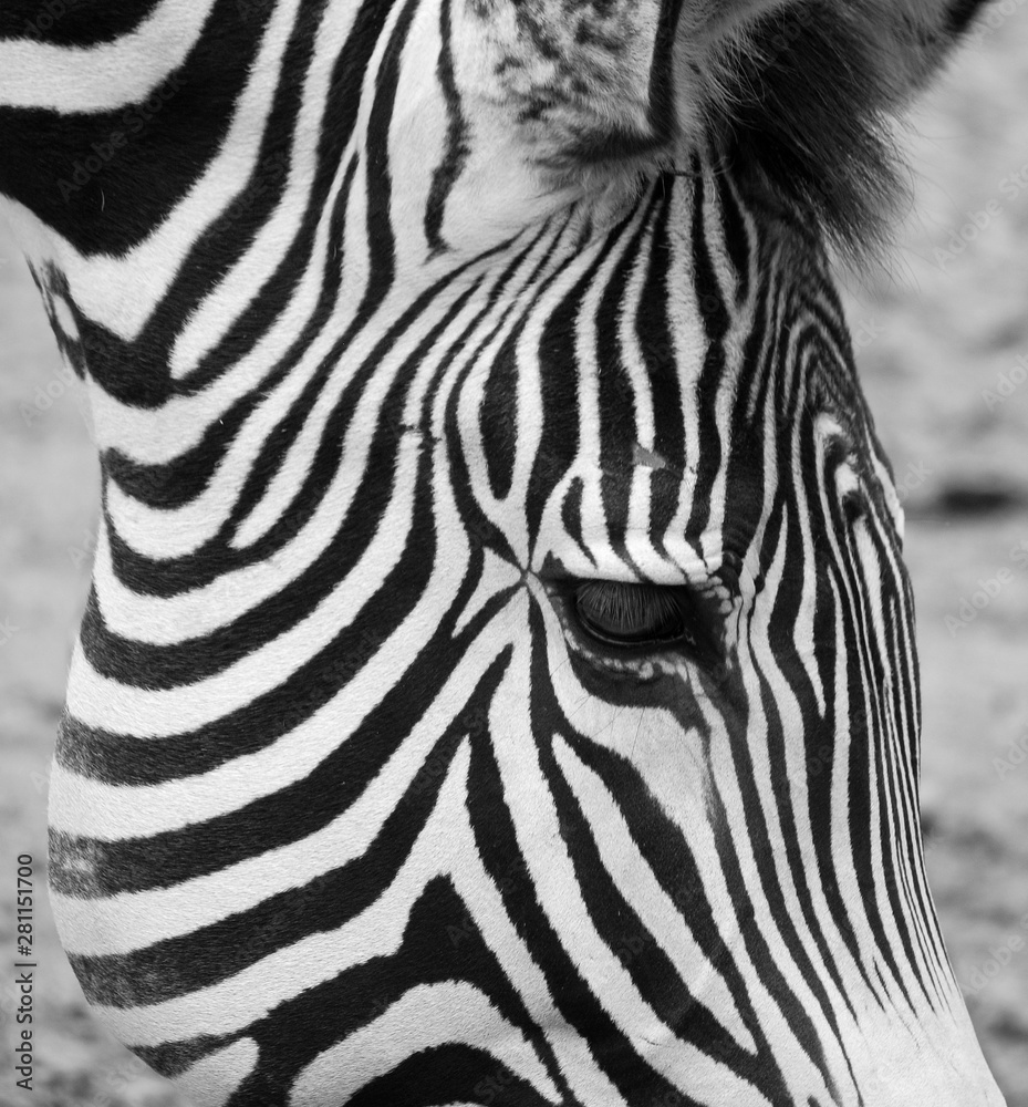 The Grevy's zebra (Equus grevyi), also known as the imperial zebra, is ...