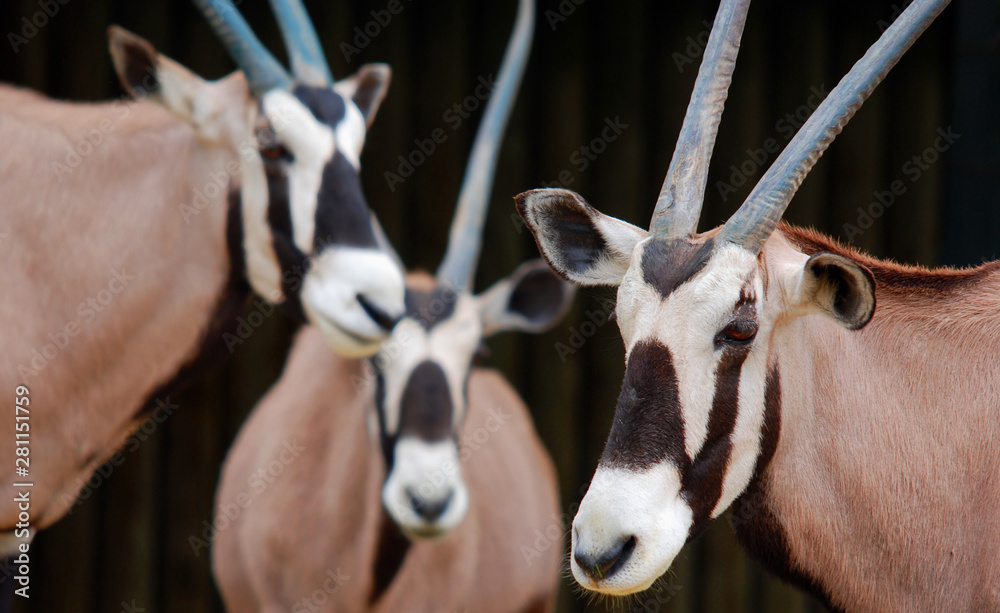 The East African oryx (Oryx beisa), also known as the beisa is a ...