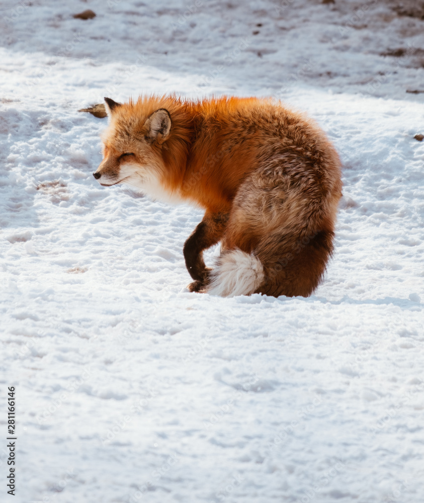 Close-up of head of a red fox, vulpes vulpes in the Zao Mountain ...