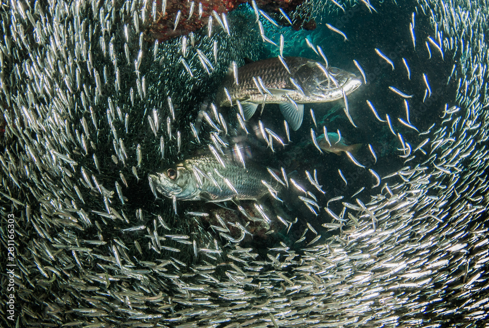 A huge school of silverrsides which are small fish have inhabited a ...