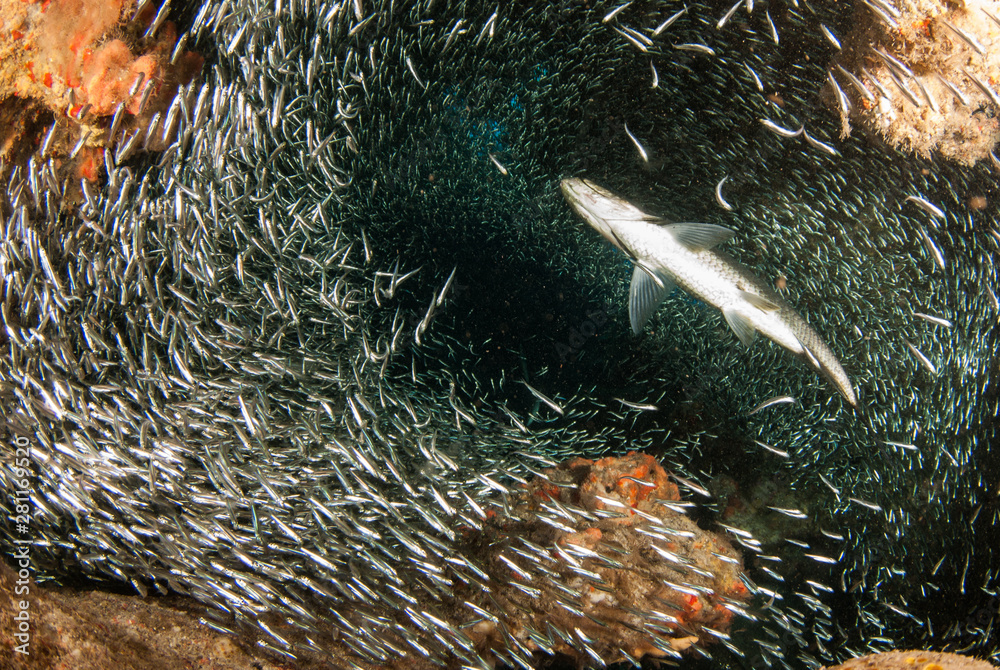 A huge school of silverrsides which are small fish have inhabited a ...