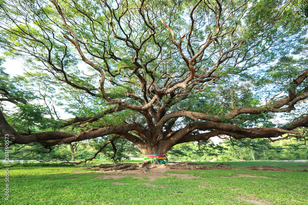 Giant Monky Pod Tree at Kanchanaburi, Thailand (front view) Stock Photo ...