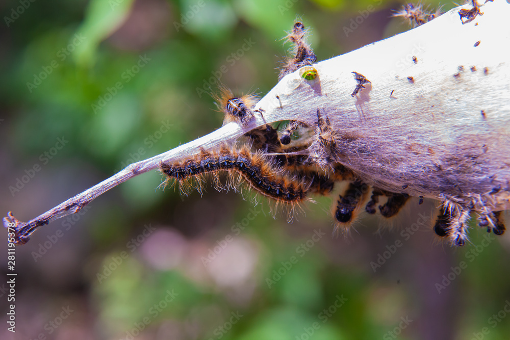 Invasive Gypsy Moth Caterpillars On Nest In Tree Stock Photo | Adobe Stock