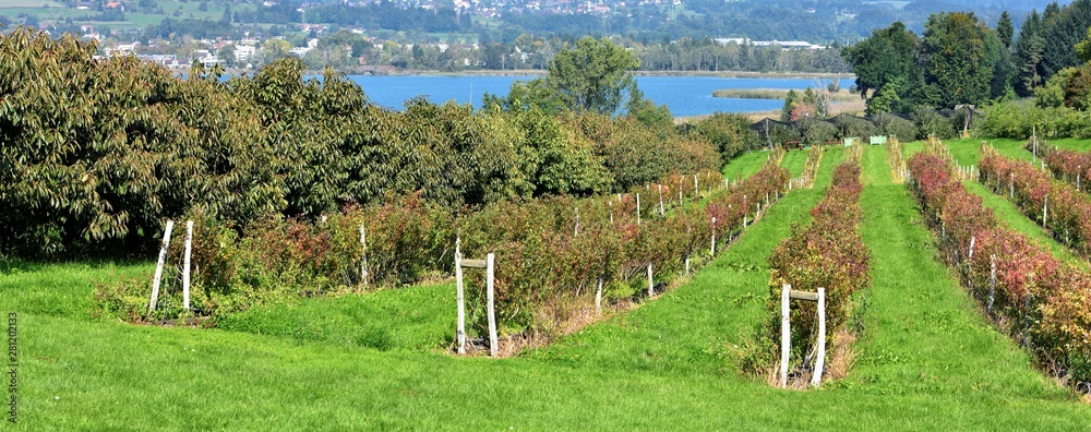 verger Stock Photo | Adobe Stock