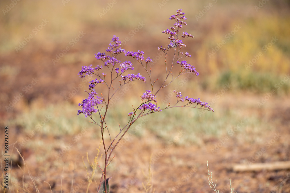 Stem of Limonium vulgare Mill with flowers on nature background Stock ...