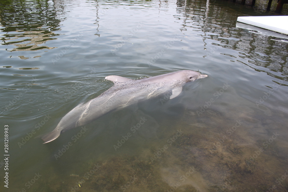 Delphin, Delfin, Dolphin Stock Photo | Adobe Stock