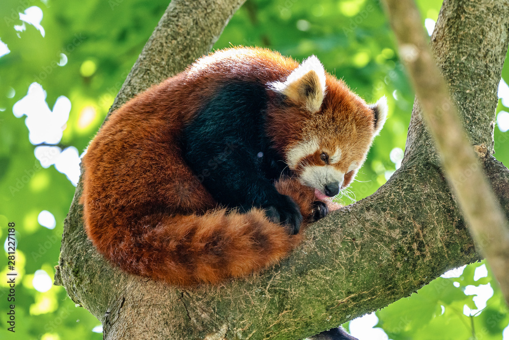 The red panda, Ailurus fulgens, also called the lesser panda. Stock ...