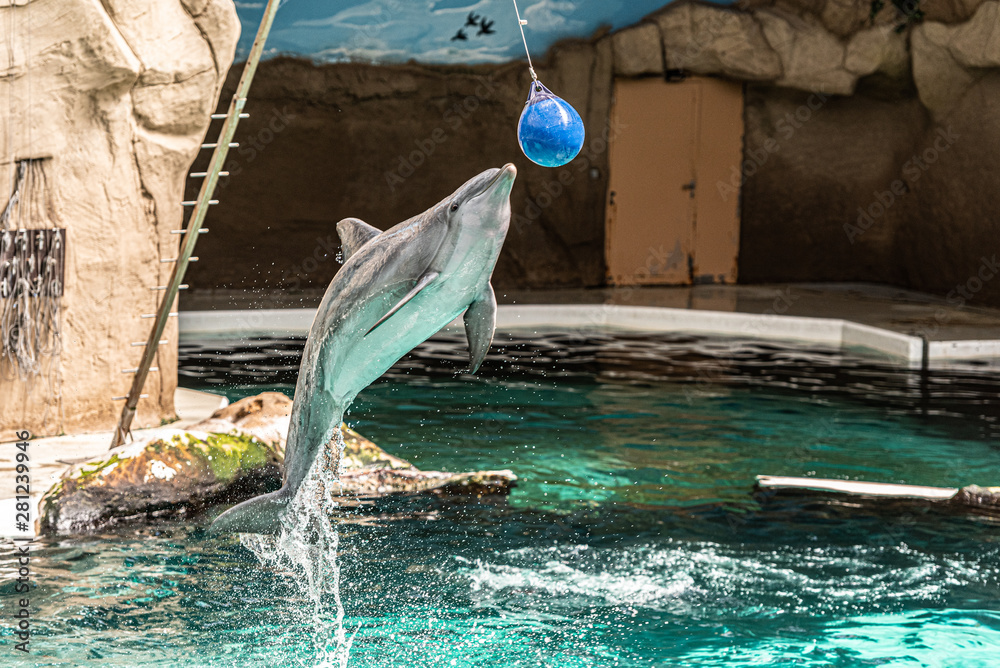 Delphine springen Stock Photo | Adobe Stock