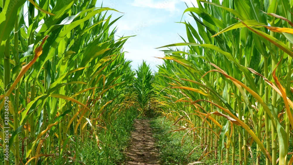 A corn maze or maize maze - maze cut out of a corn field. Narrow path ...