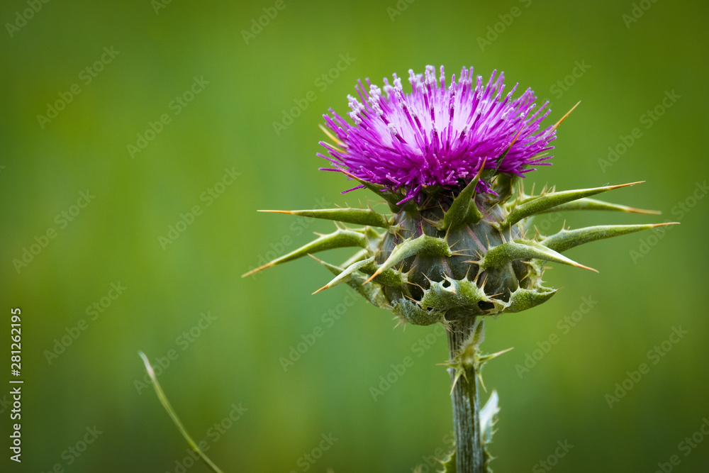 Flor Cardo Mariano Stock Photo | Adobe Stock