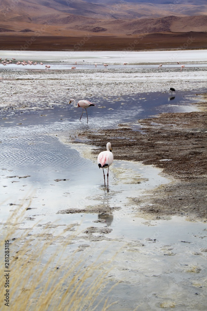 Flamingo with Beautiful landscapes view of Laguna Colorada (Red Lagoon ...