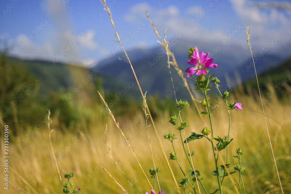 Mallow moschata species of mallow that grows in meadows and ditches of ...