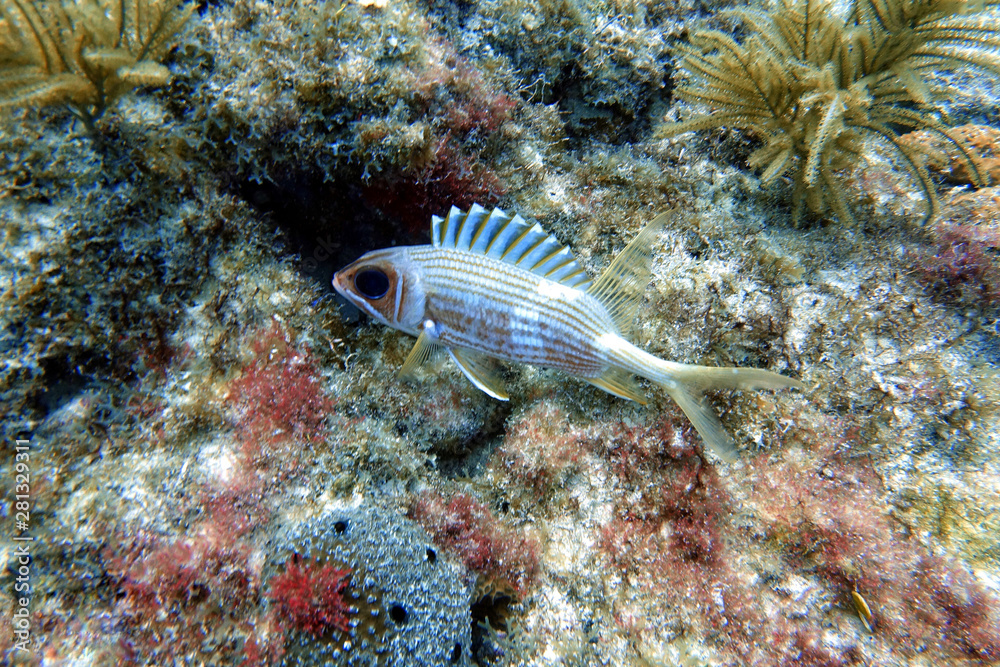 An underwater photo of a Squirrelfish swimming in the ocean. Stock ...