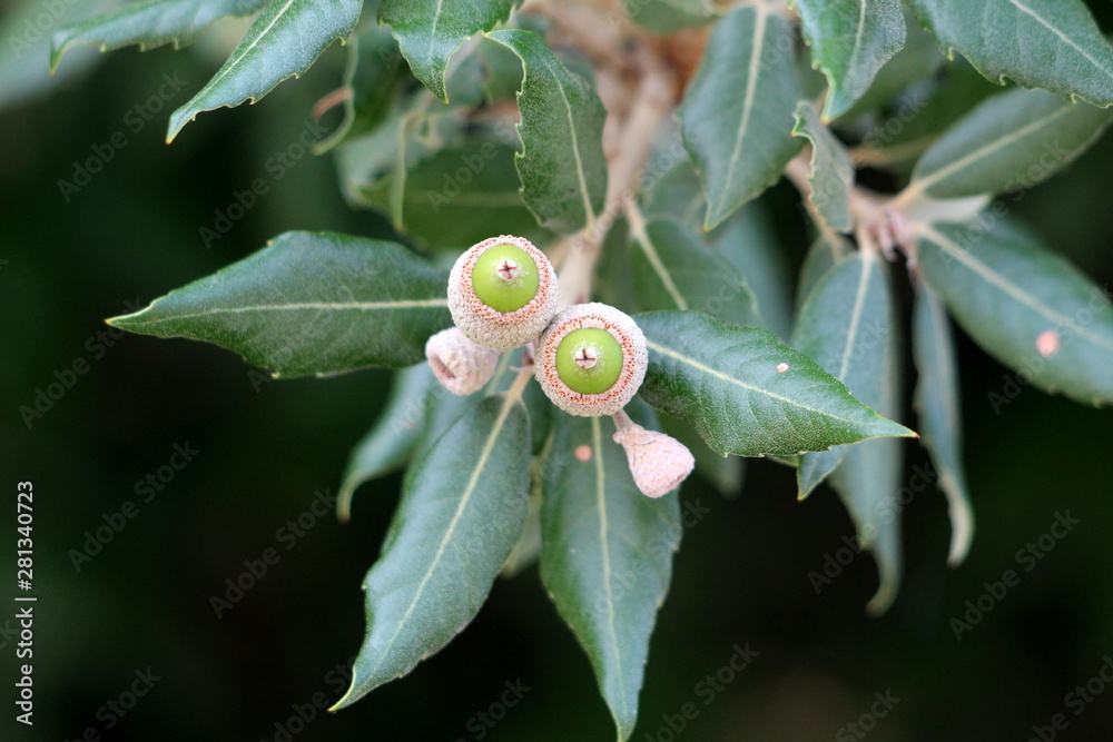 Branch of Evergreen oak or Quercus ilex or Holly oak or Holm oak ...