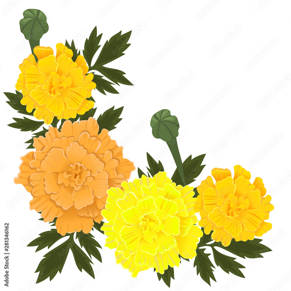 Marigold Flower Clipart Vector