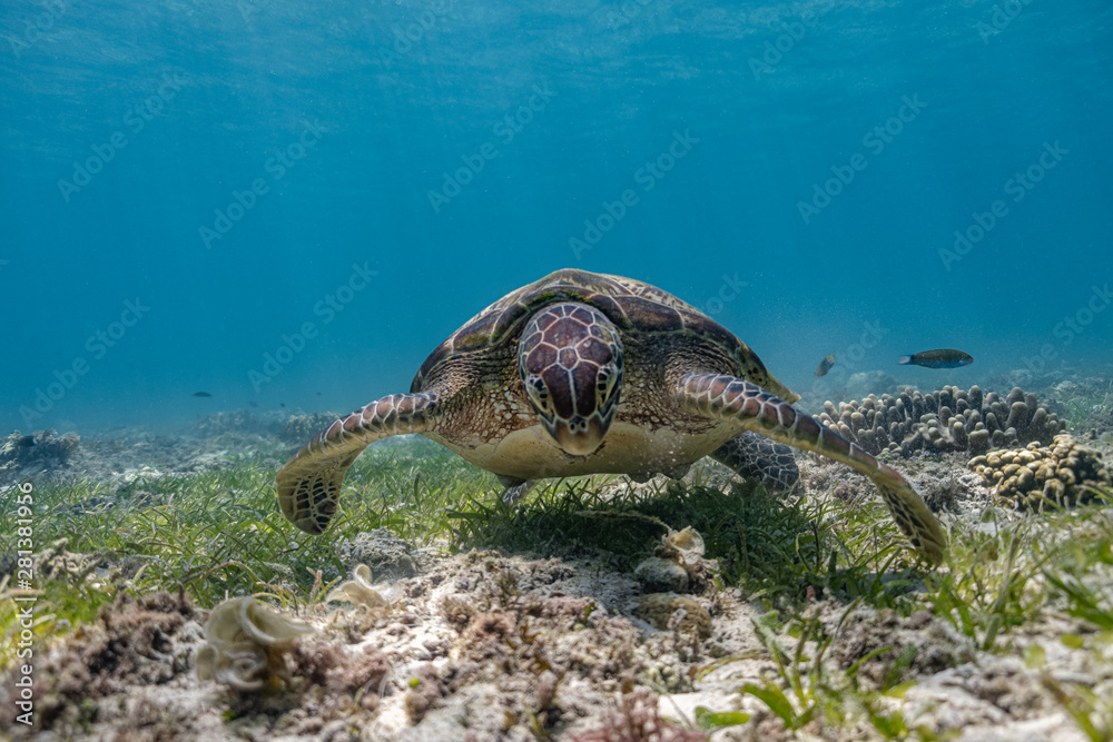 Close up view of a green sea turtle feeding on a sea grass. Green sea ...