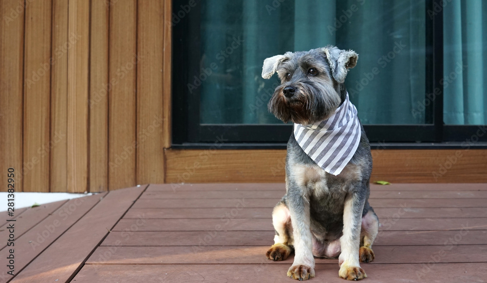 Cute little black color mixed breed dog wearing bandana sitting on the ...