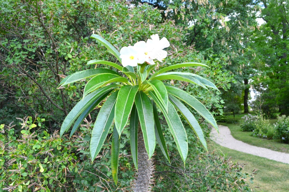 Pachypodium Lamerei Flower