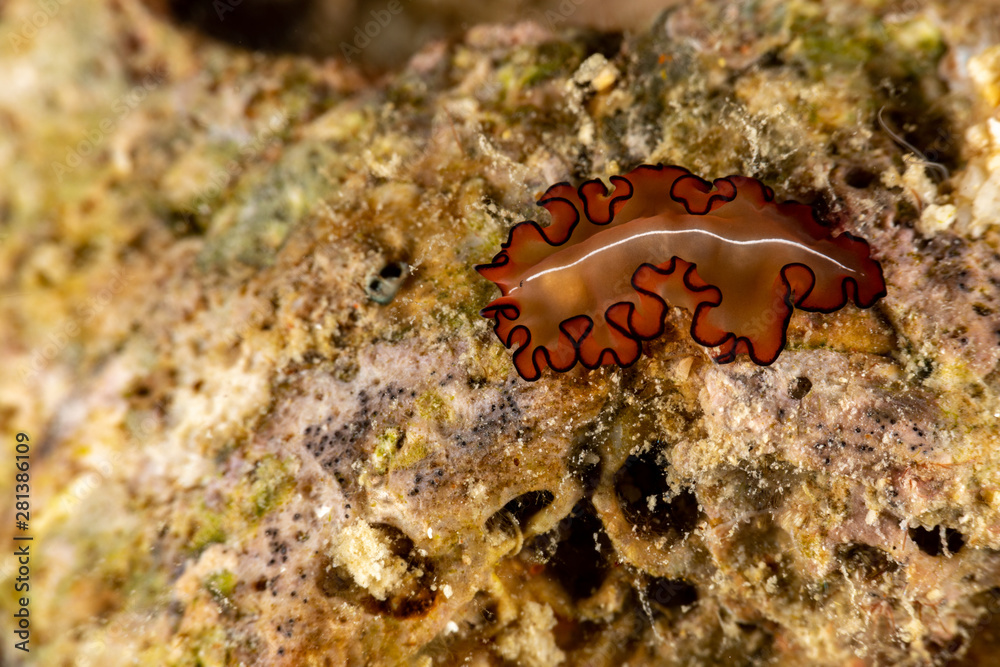 The flatworms, flat worms, Platyhelminthes, Plathelminthes, or ...