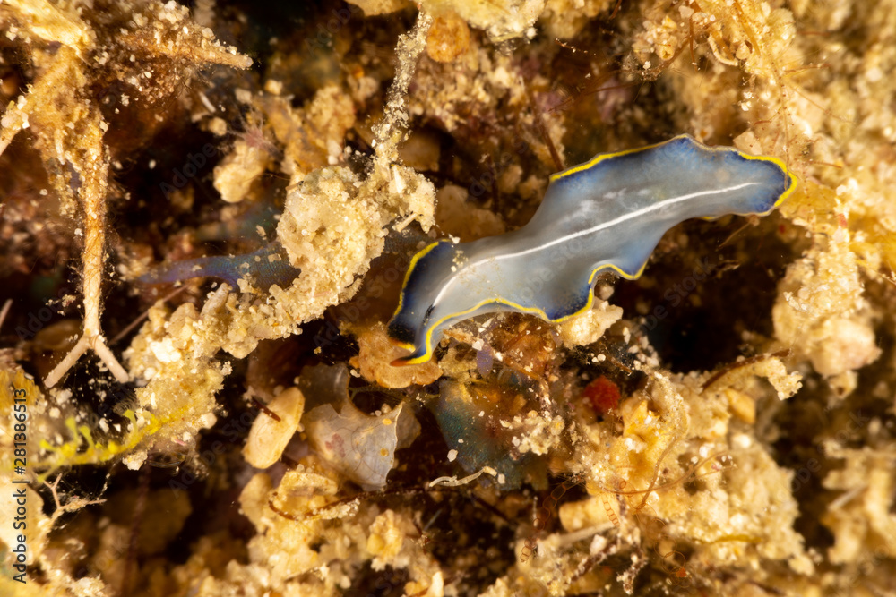 The flatworms, flat worms, Platyhelminthes, Plathelminthes, or ...