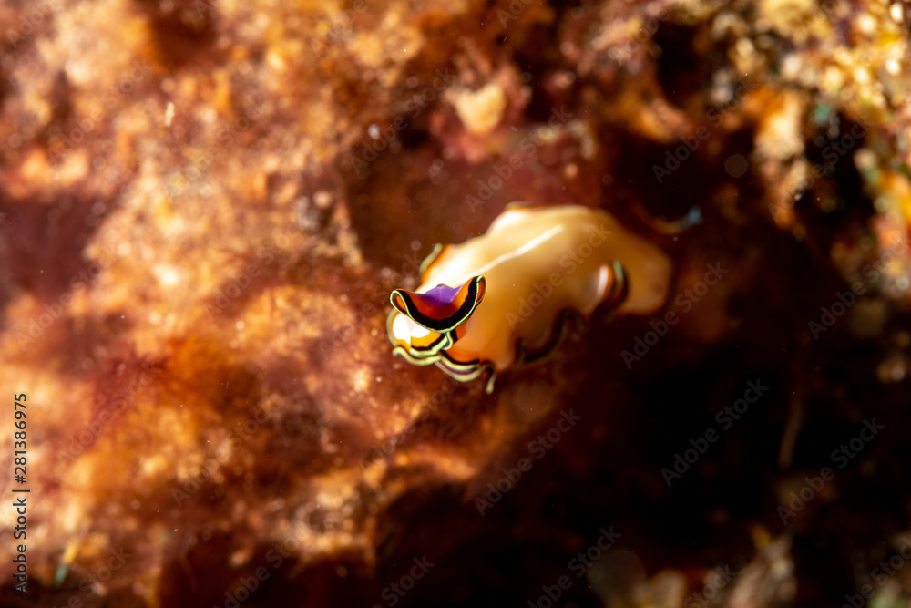 The flatworms, flat worms, Platyhelminthes, Plathelminthes, or ...