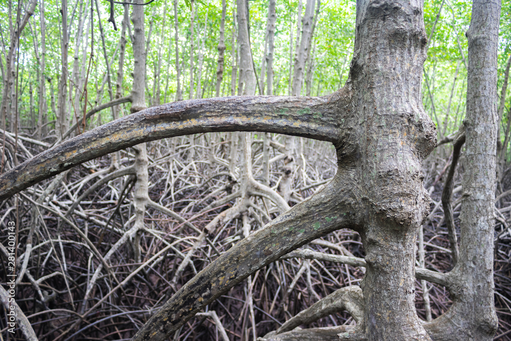 Pattern of Prop roots or Buttress roots of the mangrove tree ...