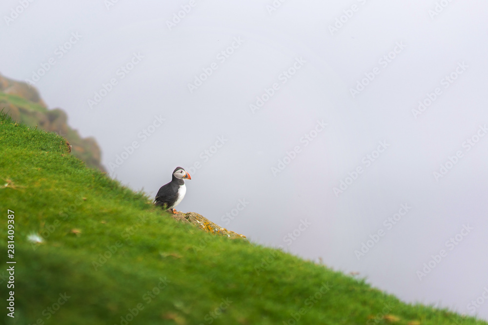 Faroese summer bird - Atlantic Puffin on a cliff edge, and thick fog ...