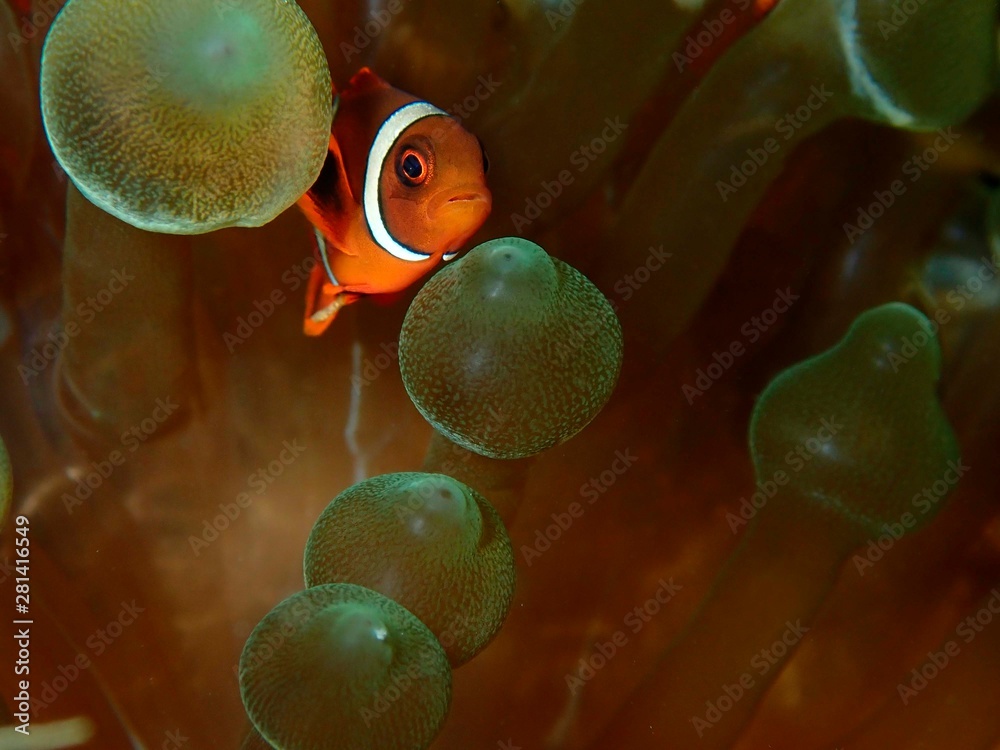Fotka „Closeup and macro shot of Spinecheek Anemonefish fish duriing ...