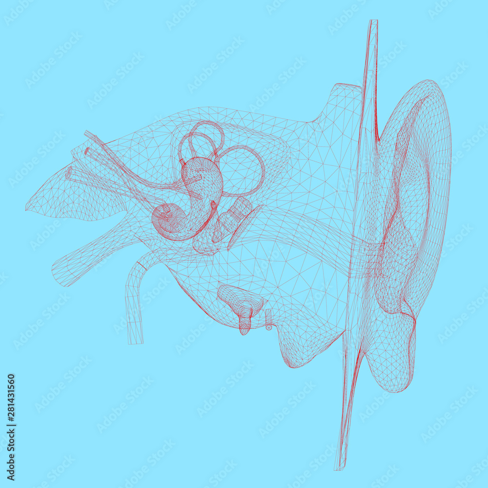Wireframe of the human ear with internal organs. 3D. Vector ...