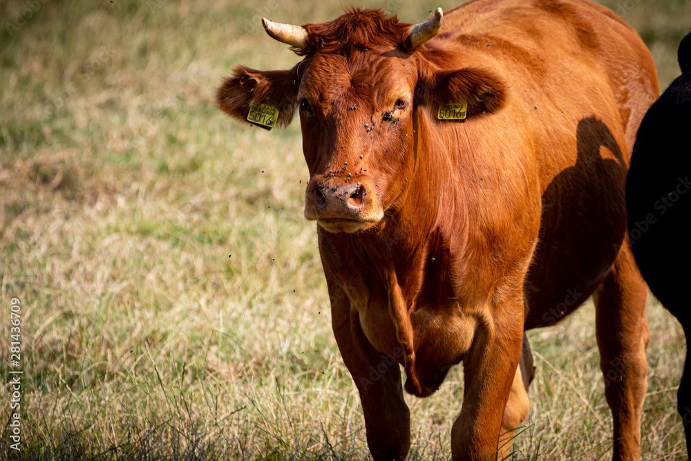 disease causing horn flies cattle fly cattle pests on a cow head Stock ...