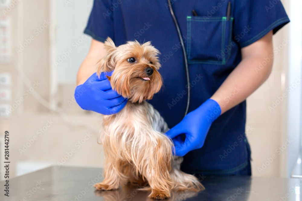 Professional vet doctor examines a small dog breed Yorkshire Terrier ...