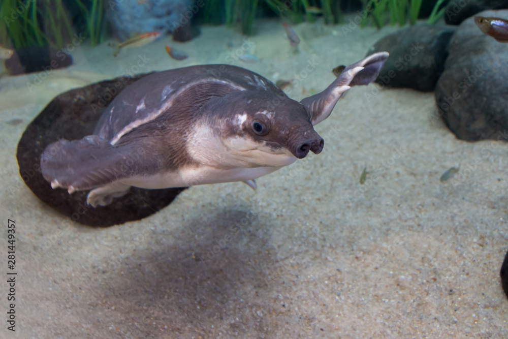 Pig-nosed turtle (Carettochelys insculpta). Also known as the Fly River ...
