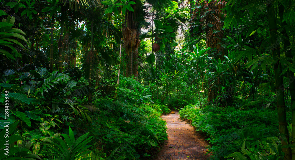 Southeast Asian tropical rainforest with path Stock Photo | Adobe Stock