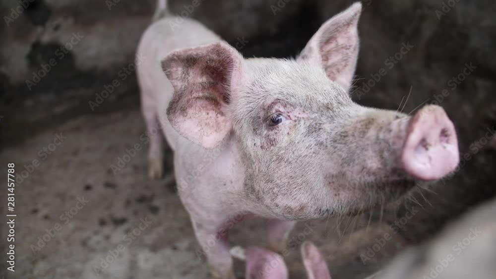 A young little pig is being curious and trying to jump up and sniff the ...