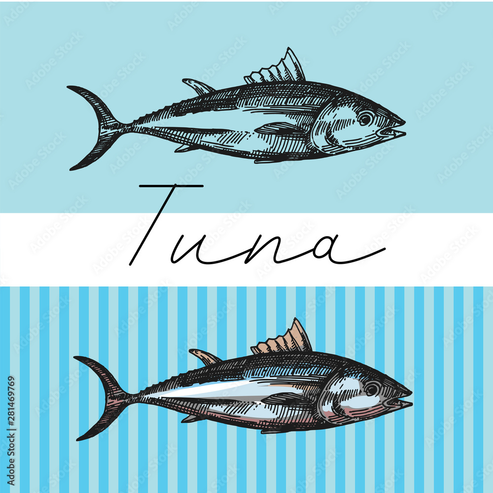 Tuna sketch vector illustration. Hand drawn set of pictures with fish ...