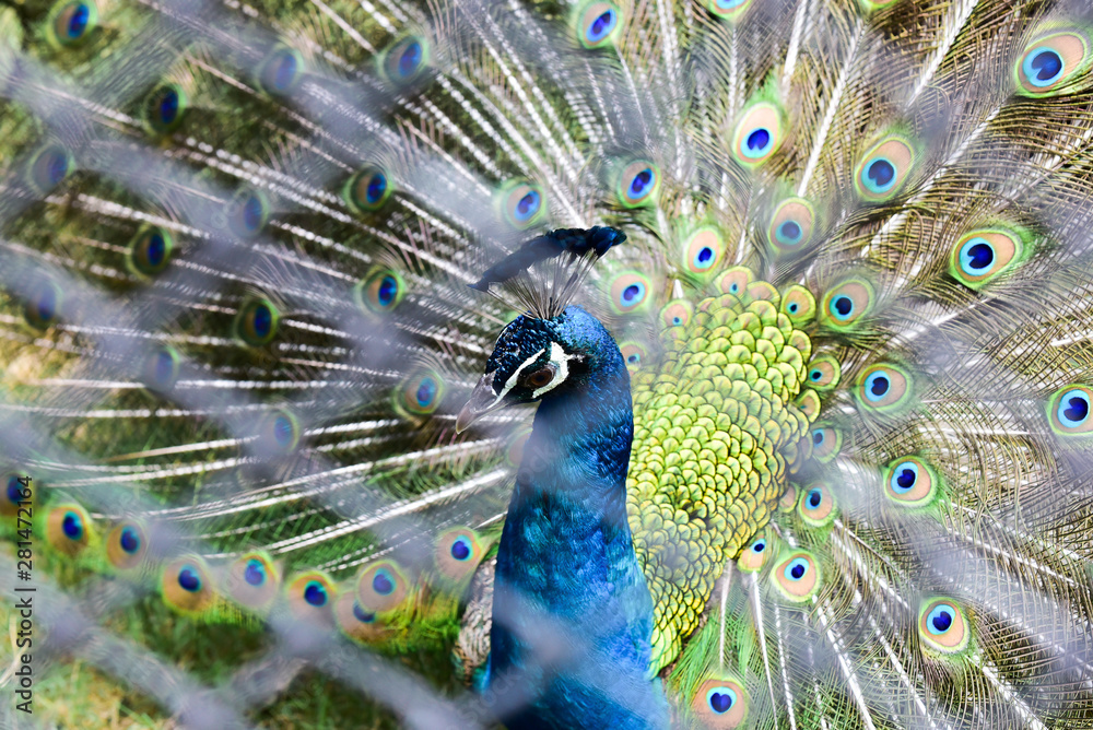 Green peacock birds standing in the garden Bird cage is the biggest in ...