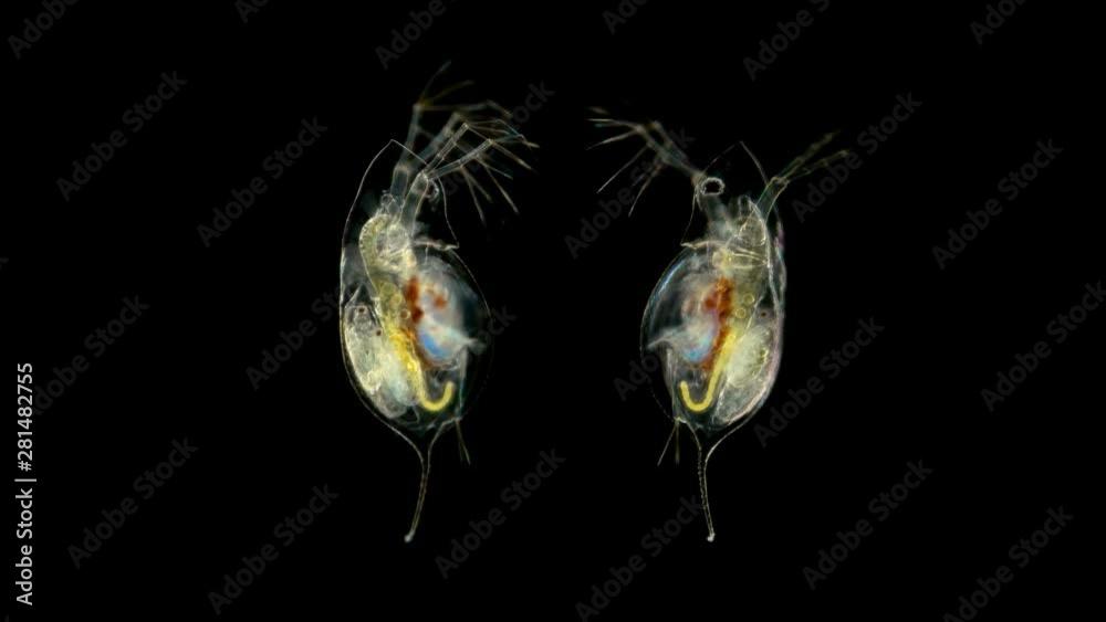 plankton, Daphnia under the microscope, water flea, species Daphnia ...