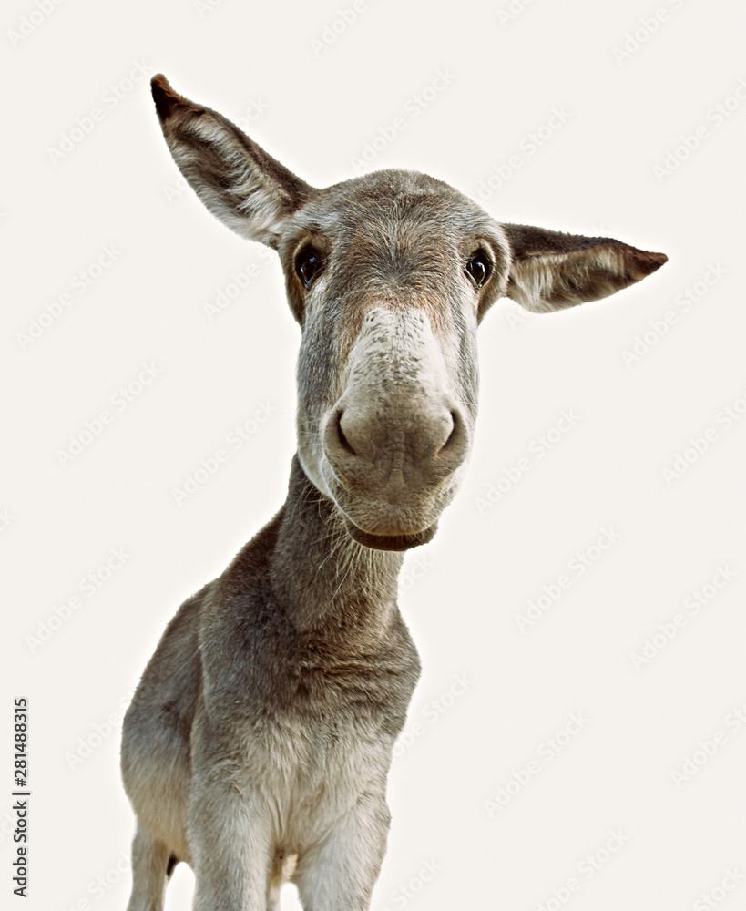 Donkey looking at camera isolated on white Stock Photo | Adobe Stock