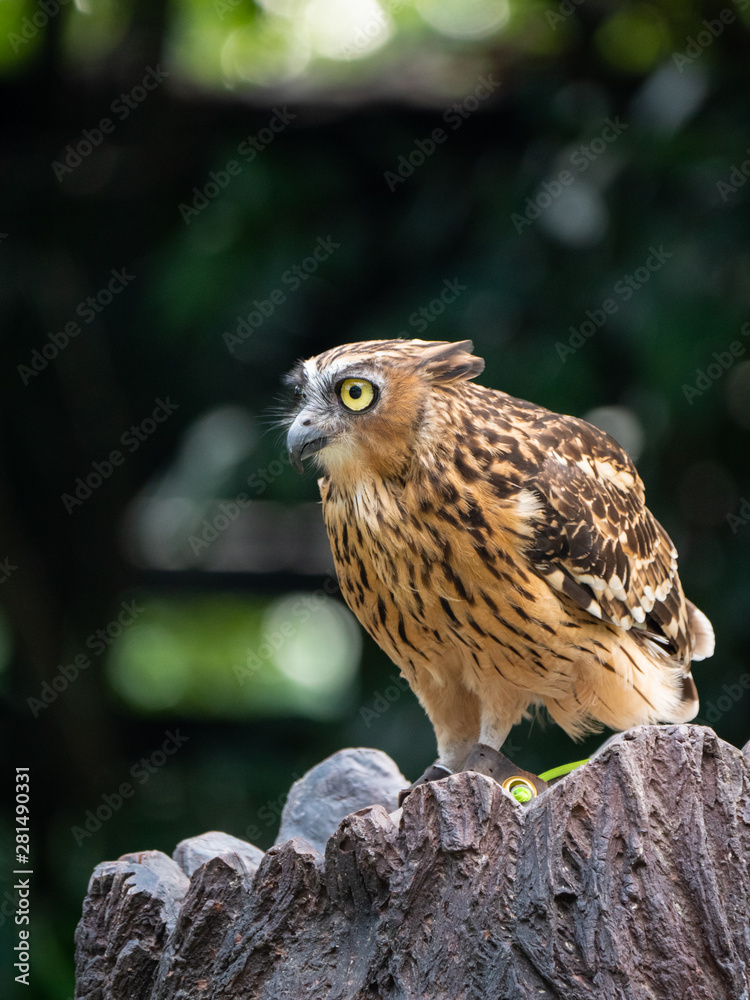 Buffy Fish Owl (Bubo ketupu) Stock Photo | Adobe Stock