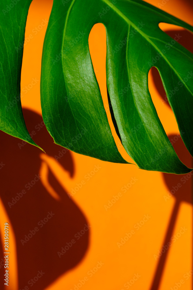 Monstera in the sun. Beautiful combination of colors: green and orange ...