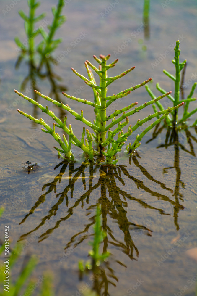 Salicornia edible plants grow in salt marshes, beaches, and mangroves ...