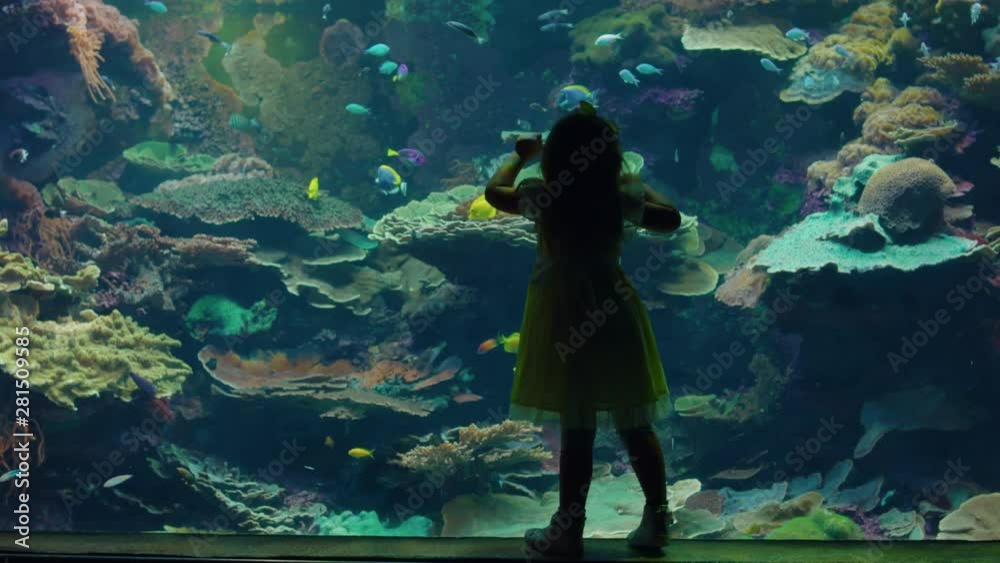 young girl at aquarium watching fish swimming in tank curious child ...