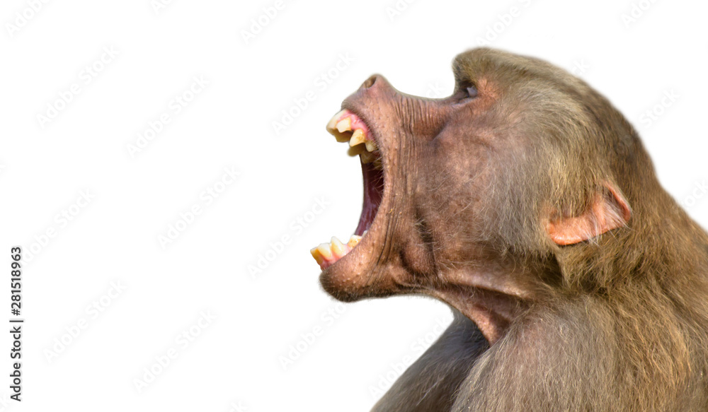 Monkey Screaming