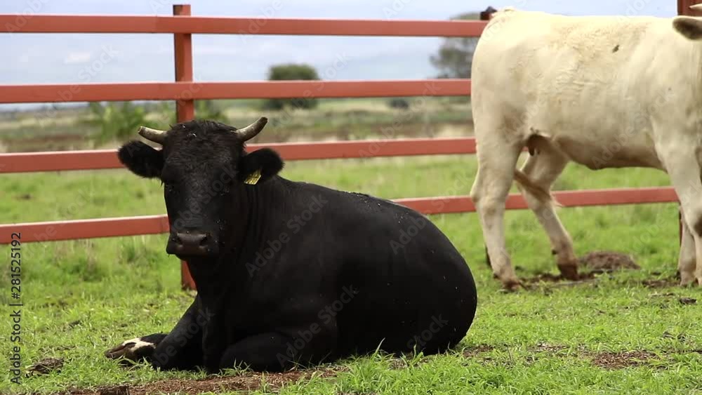 Ganado engorda bovino en granja charoláis pastando vacas leche carne ...
