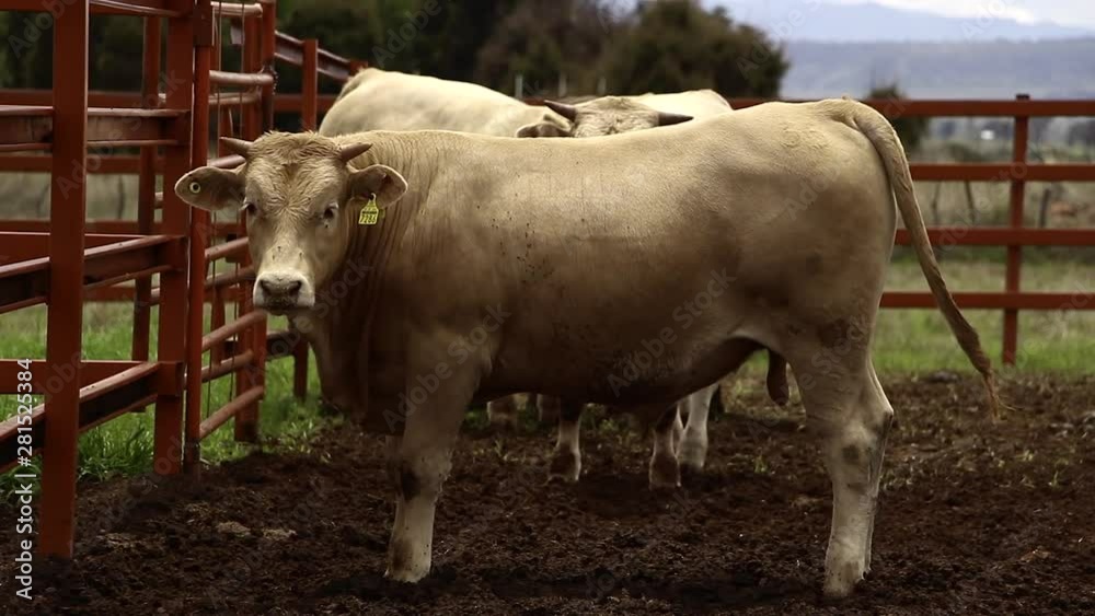 Ganado engorda bovino en granja charoláis pastando vacas leche carne ...