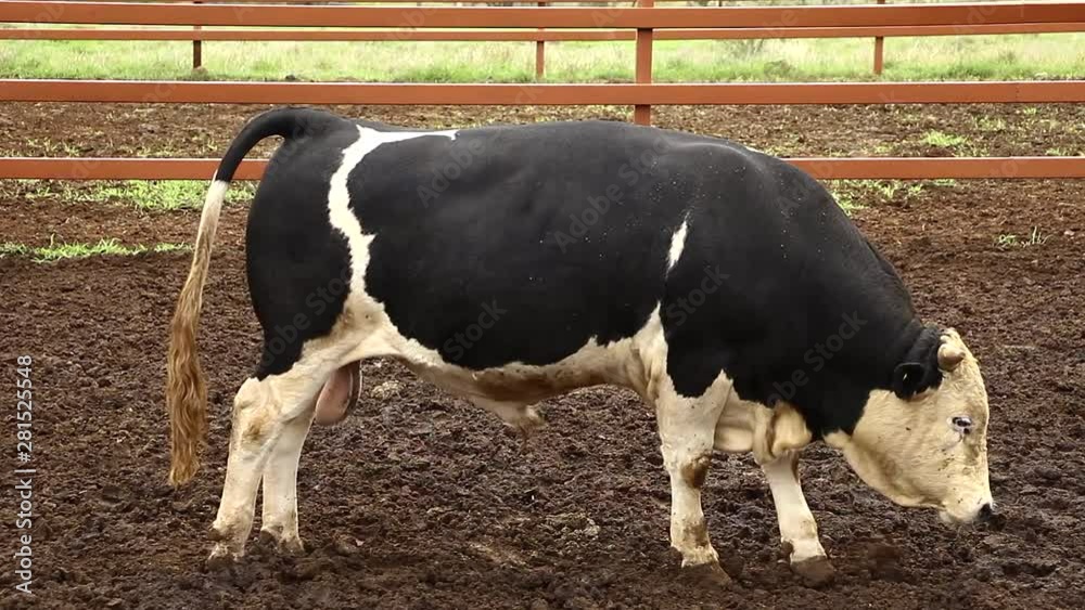 Ganado engorda bovino en granja charoláis pastando vacas leche carne ...