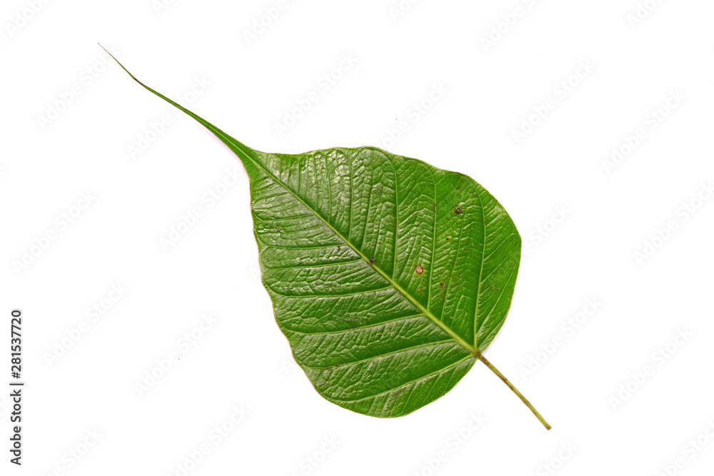 Bodhi leaf Isolated on white background. Fresh green leaf of Bodhi tree ...